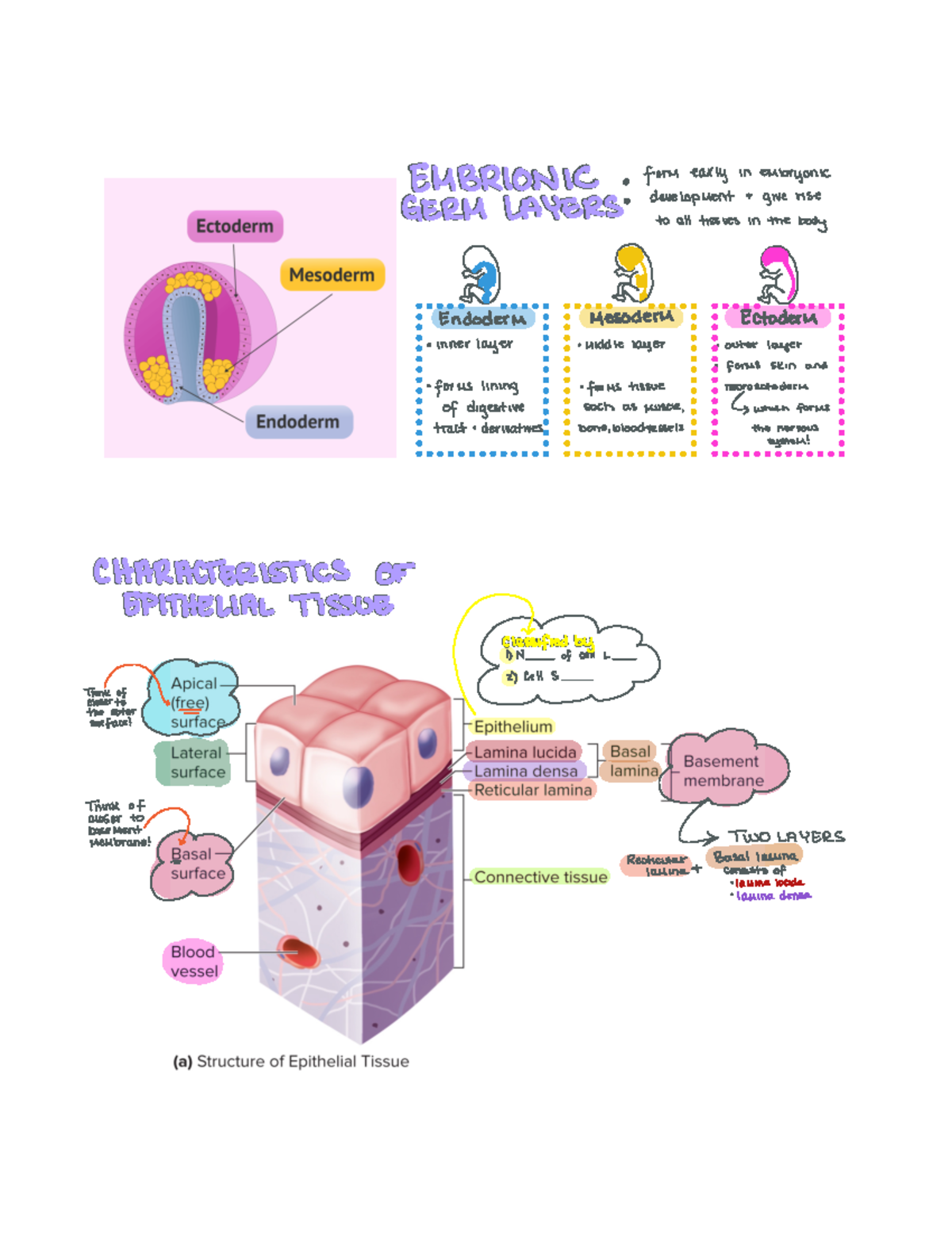 layers of skin ( notes) - formearly in embryonic GERRMM LAYERS ...