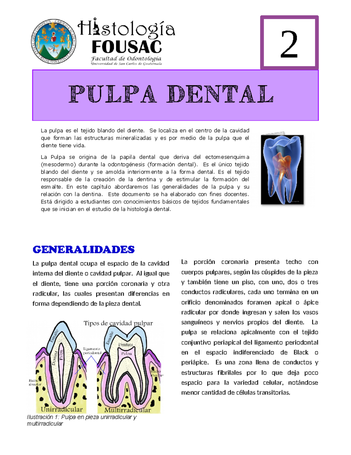 Pulpa Dental Generalidades - PULPA DENTAL La pulpa es el tejido blando ...