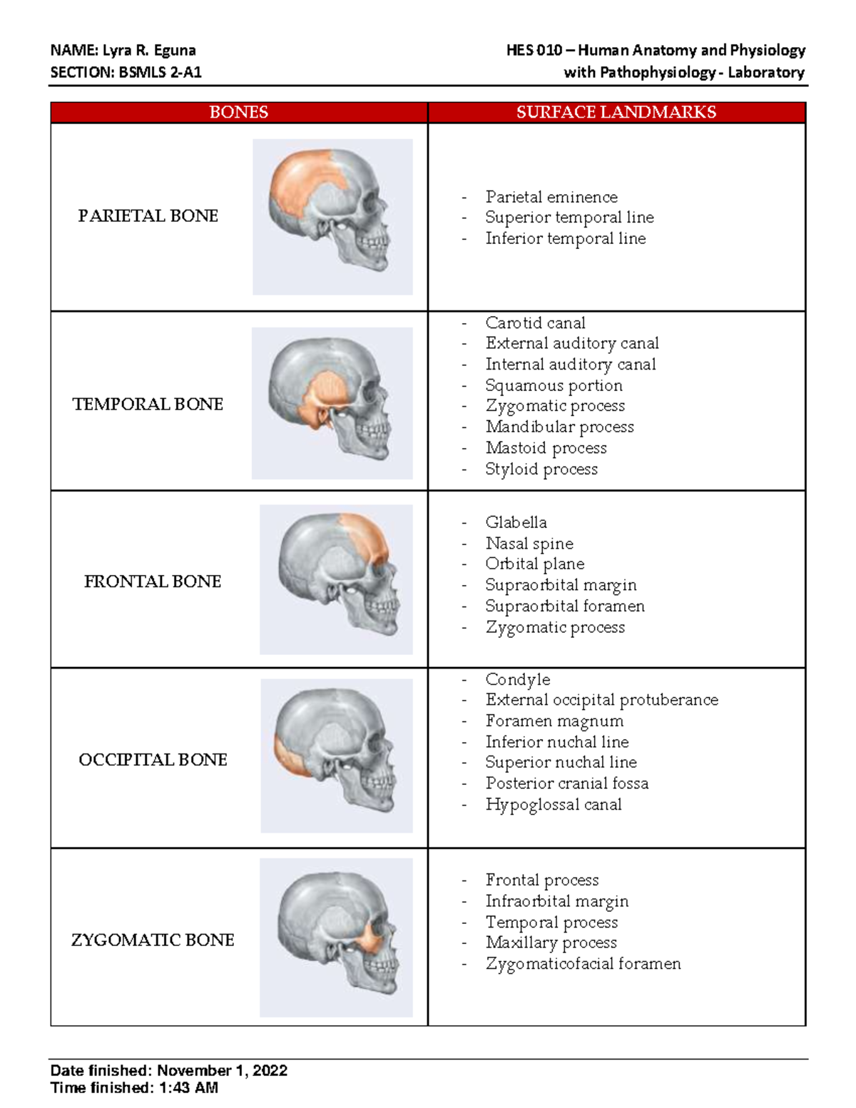 Eguna Upper Bones AND Muscles - SECTION: BSMLS 2-A1 with ...