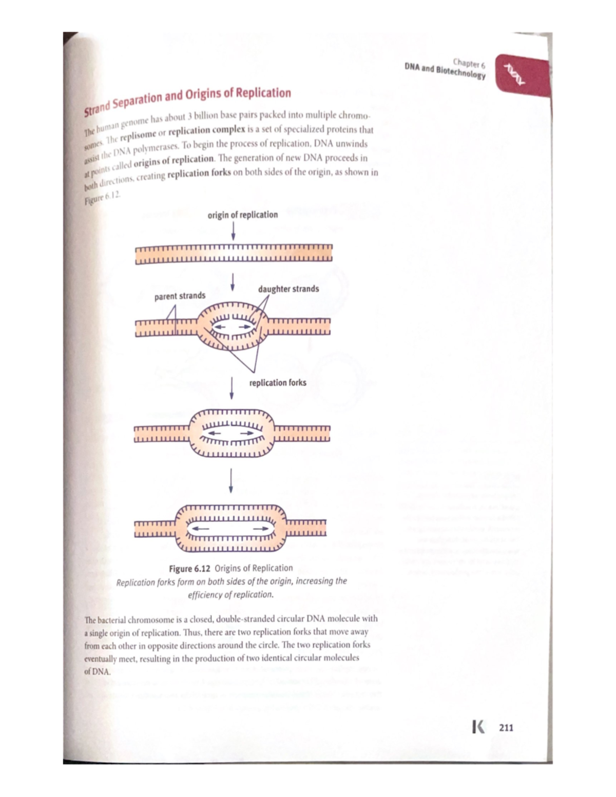 DNA Replication - CHEM 5534 - Studocu