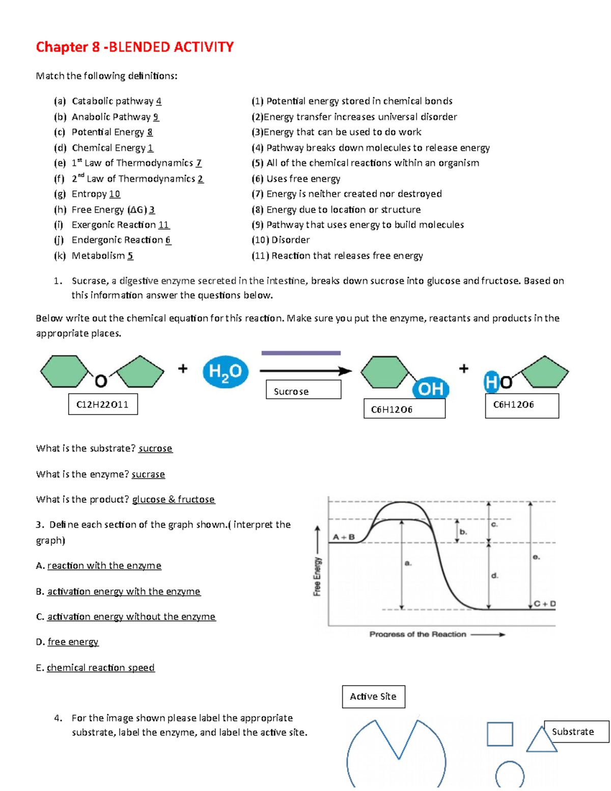 BIO-Chapter 8 Assignment - Chapter 8 -BLENDED ACTIVITY Match the ...