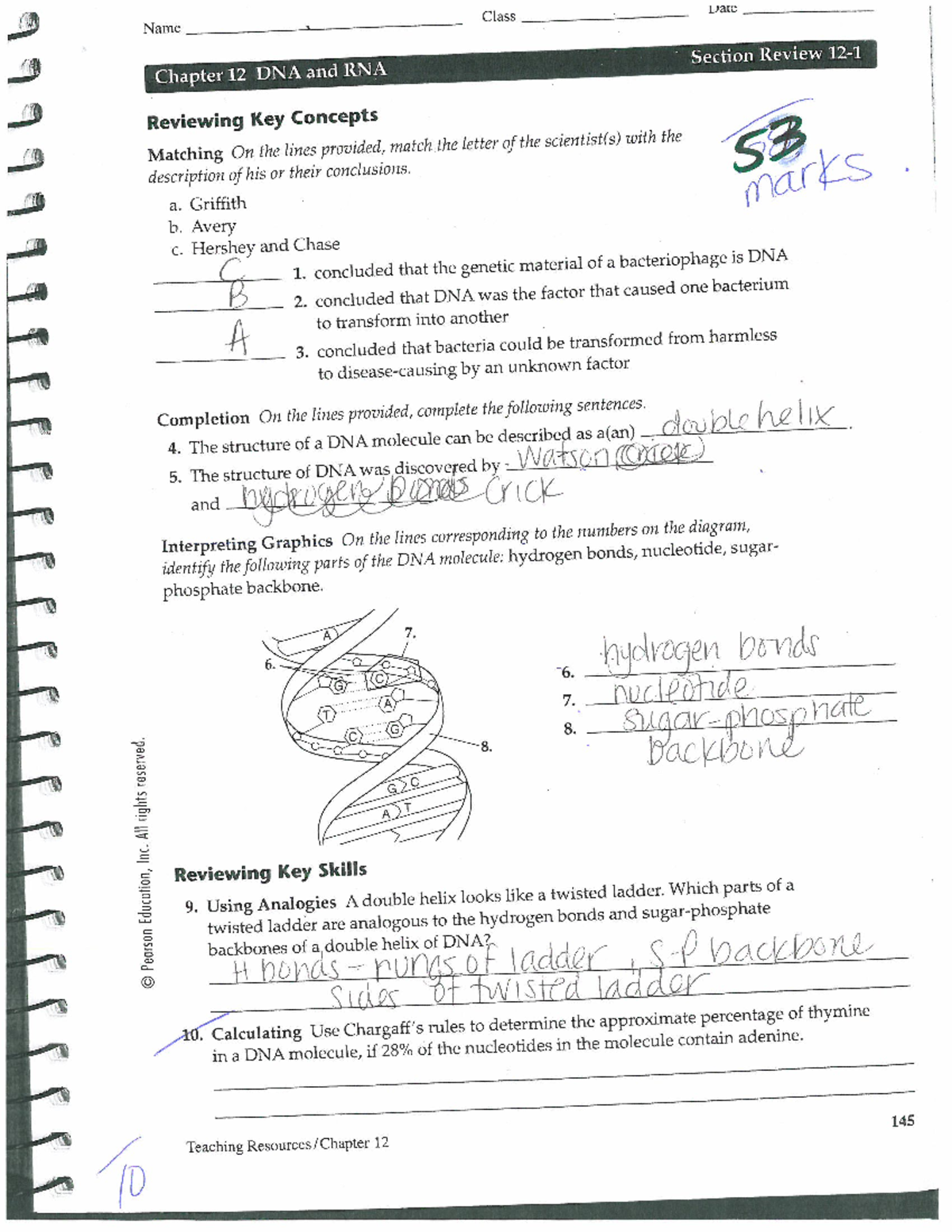 Dna review answer key - LSCI 3037 - Studocu