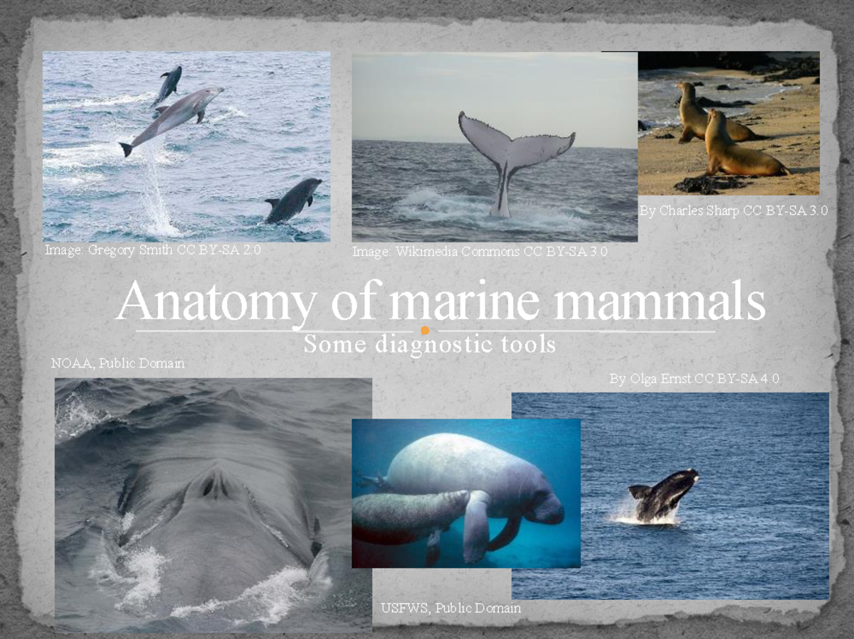FW 302 Lecture Slide 2 - Some diagnostic tools Anatomy of marine ...