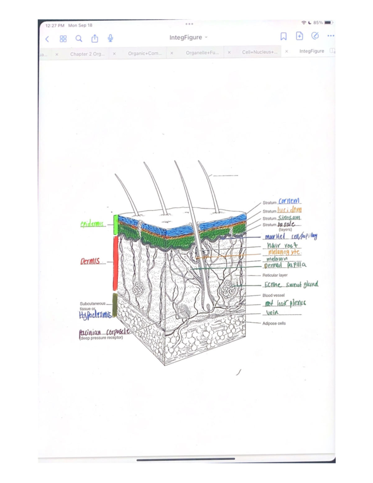 1227 PM Mon Sep 18 - BIOLOGY note - Stratum cornem Stratum lucidom ...