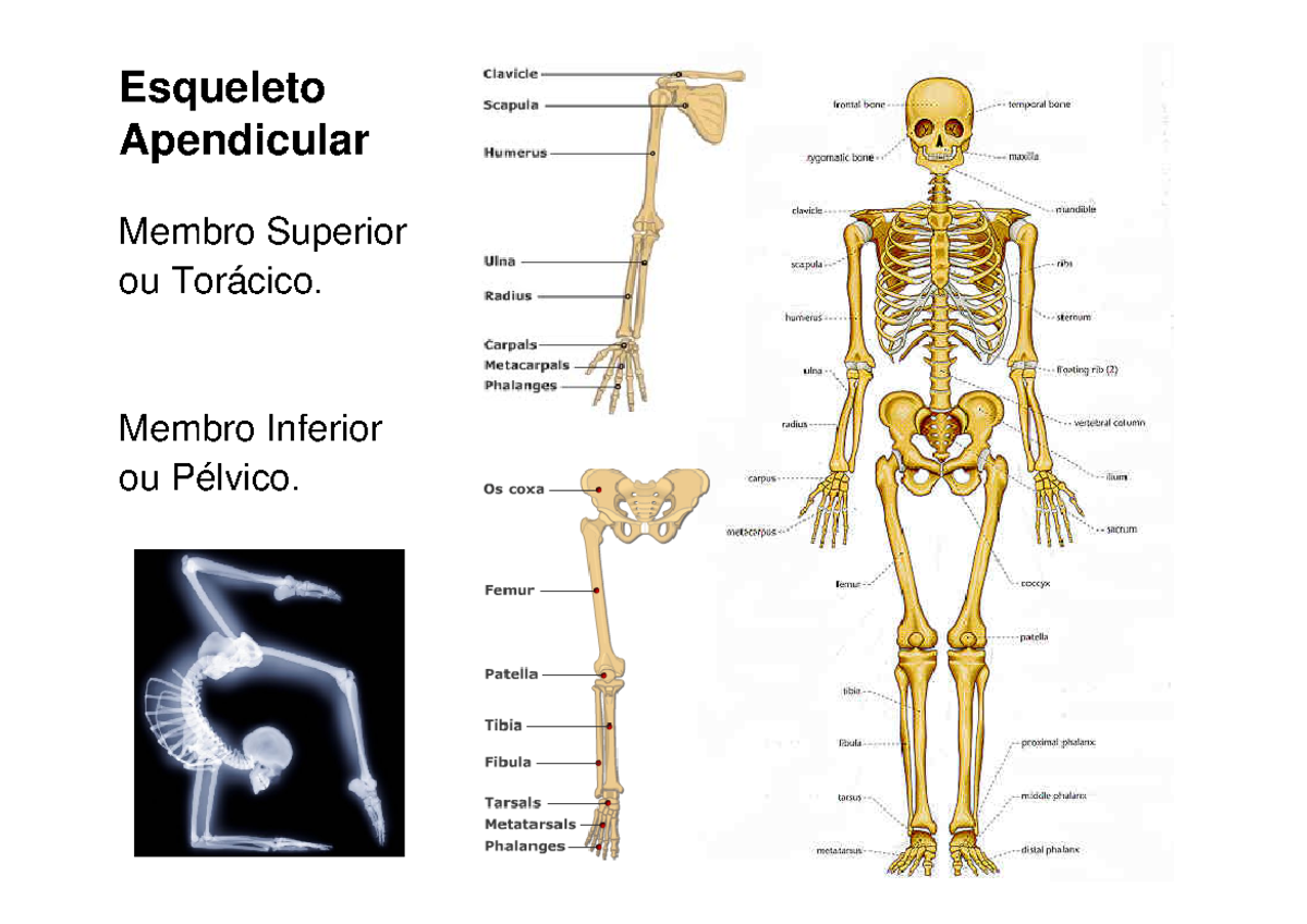 Osteologia Membro Superior 2 - Esqueleto Apendicular Membro Superior ou ...