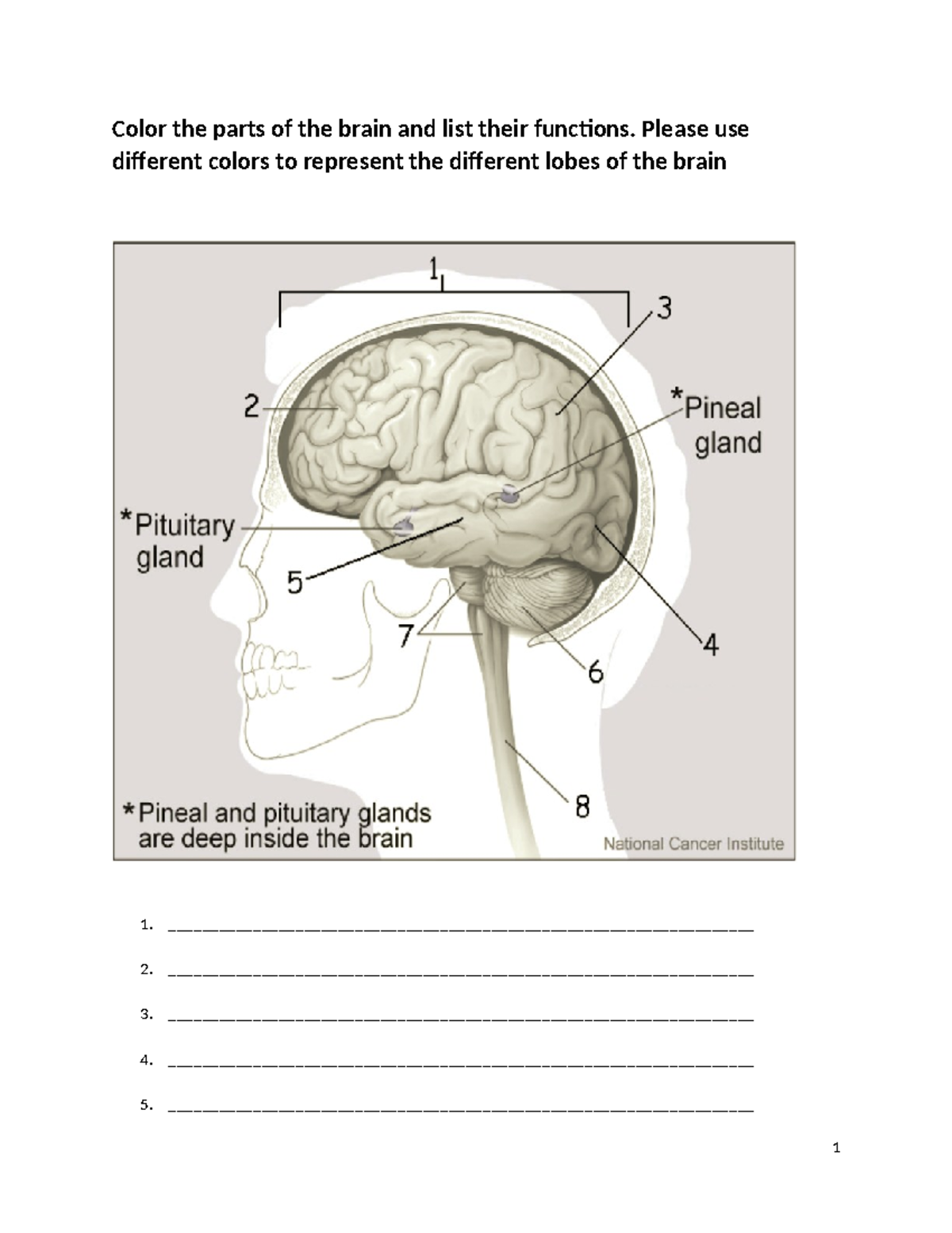 Brain-1 - BRAIN ASSIGNMENT - Color the parts of the brain and list their functions. Please use ...