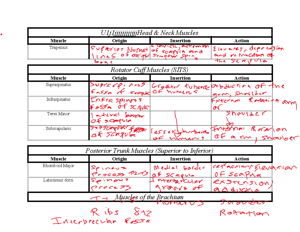 Posterior Muscle Cheat Sheet - U1j1jjjjjjjjjjjjHead & Neck Muscles ...