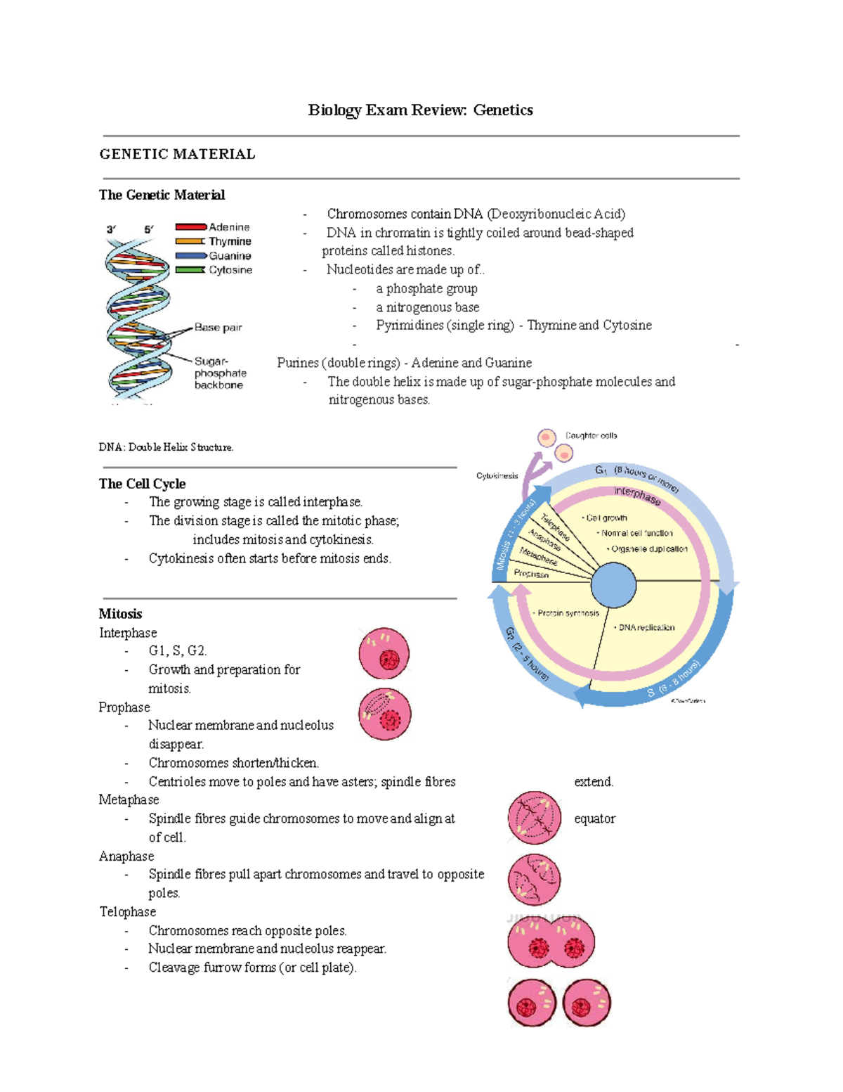 Biology EXAM - Genetics - Biology Exam Review: Genetics GENETIC ...