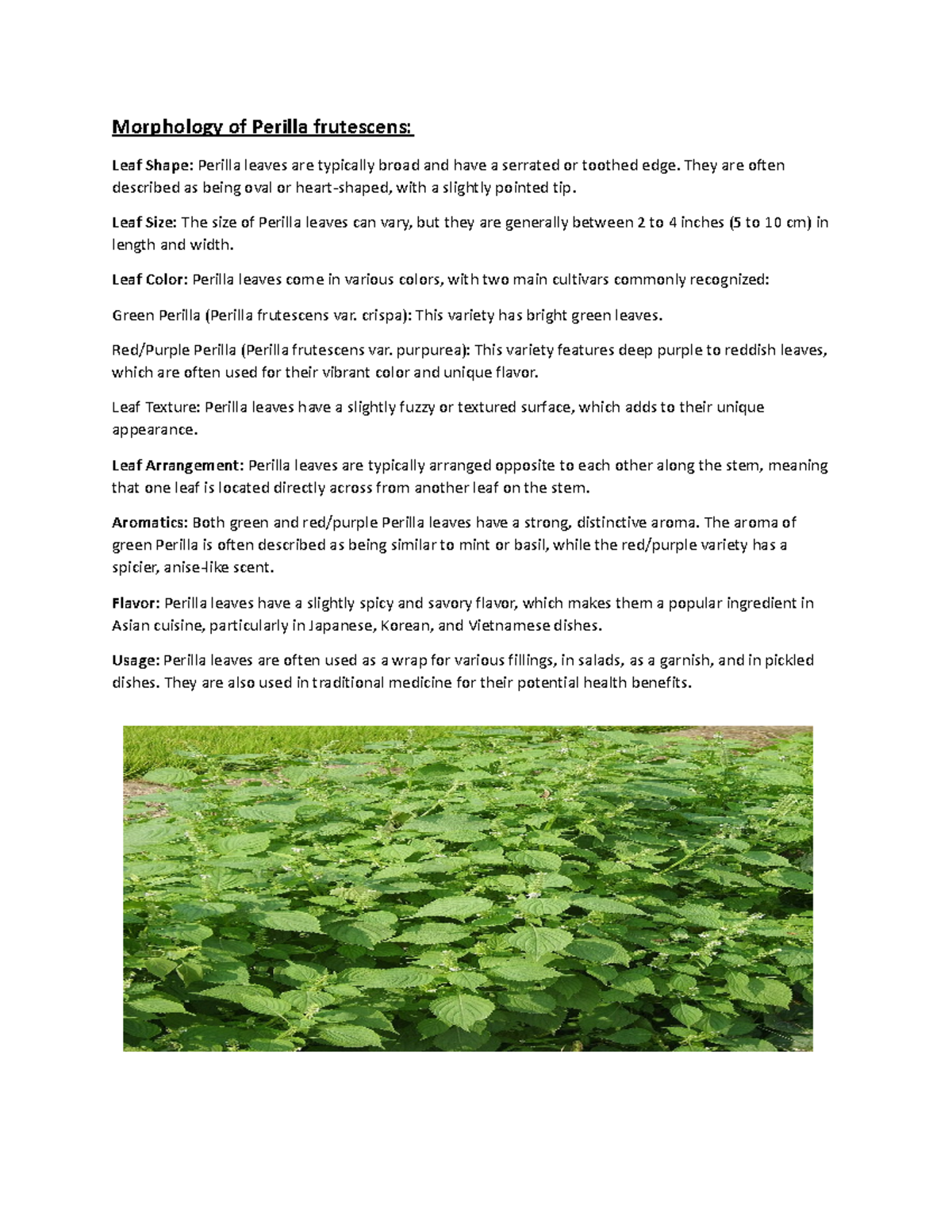 Morphology of Perilla frutescens - They are often described as being ...