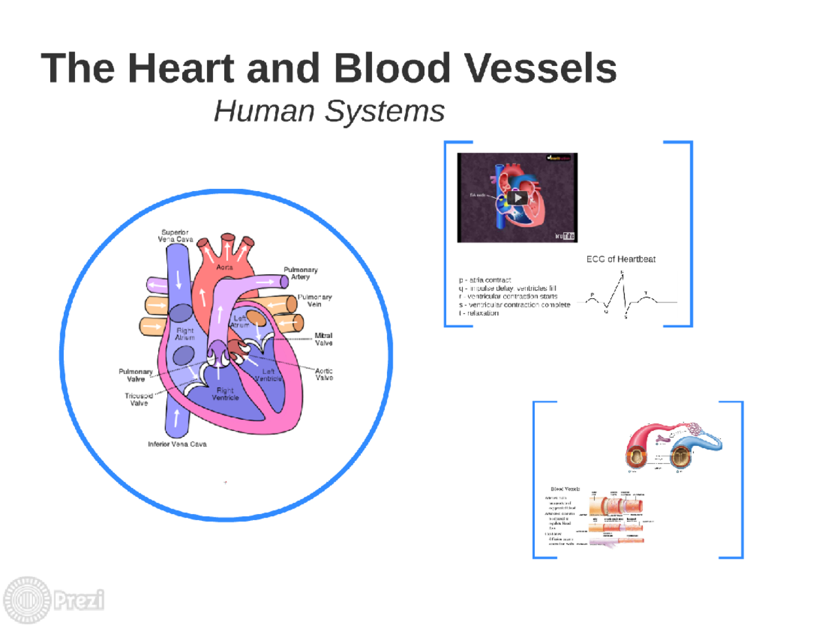 Heart and Blood Vessels - Studocu