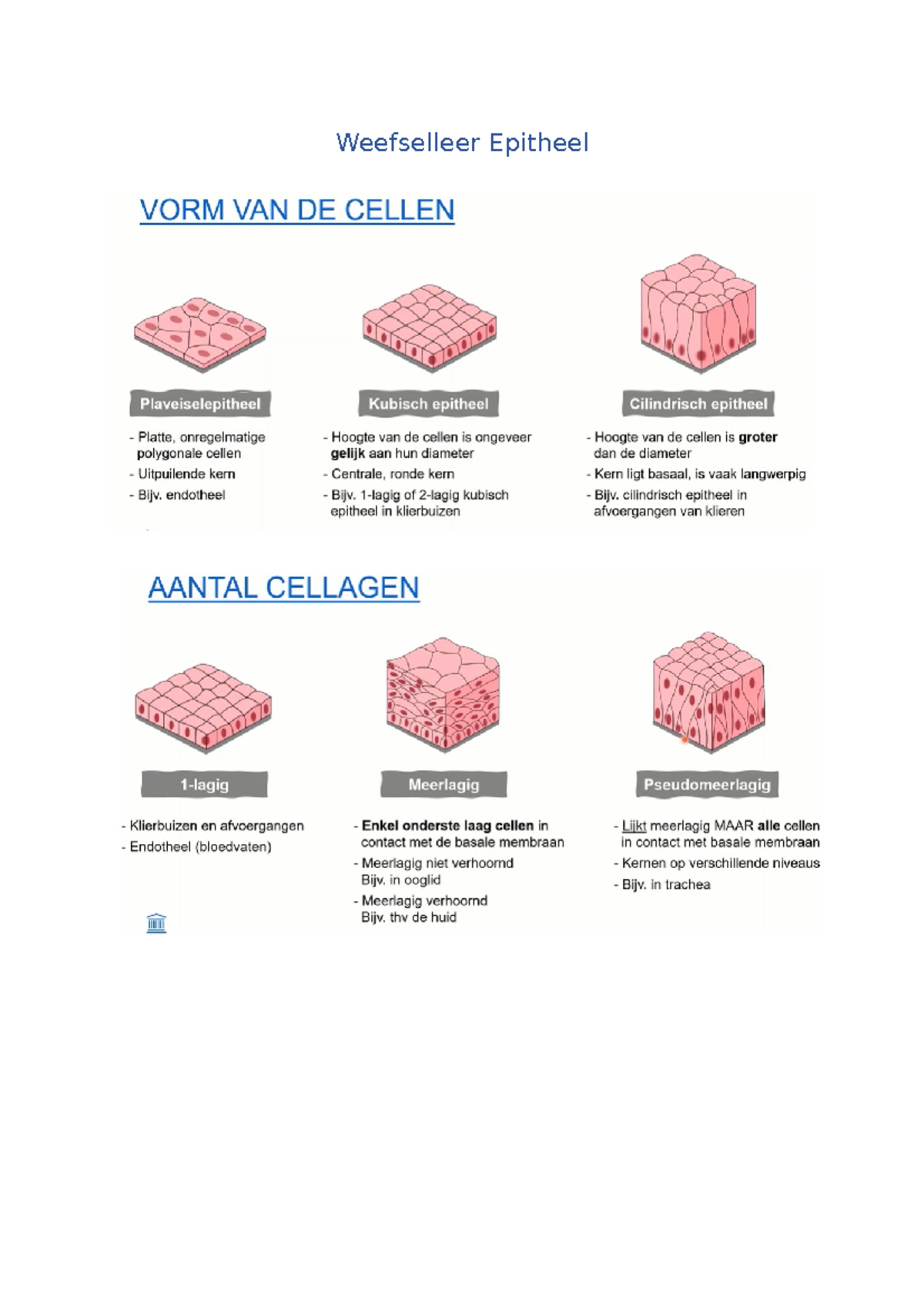 Epitheel foto's uit practicum - Basisbegrippen van menselijke anatomie ...