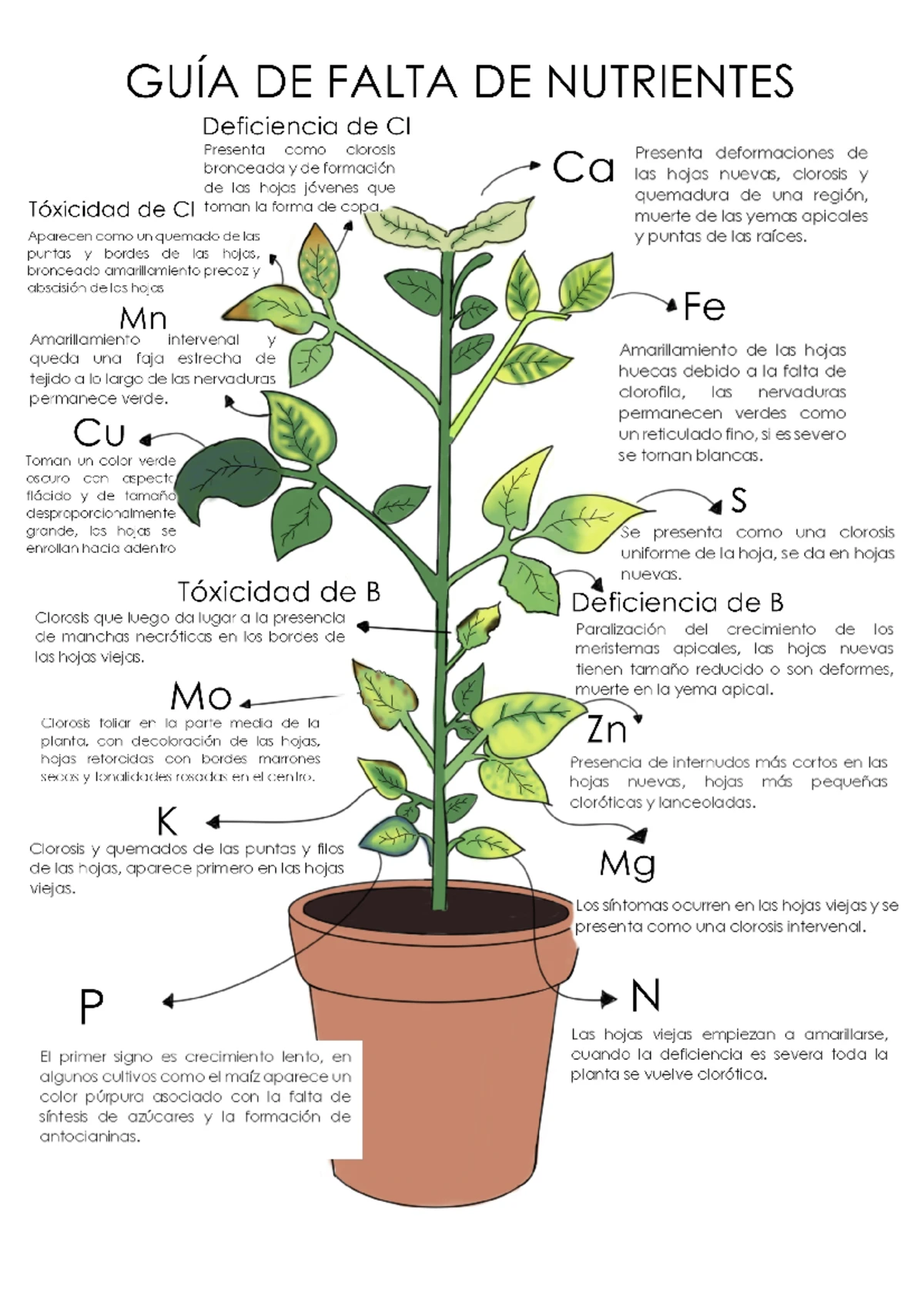 Nutrientes palma acietera reproduccion - The Malaysian Asrrtcul tut -a ...