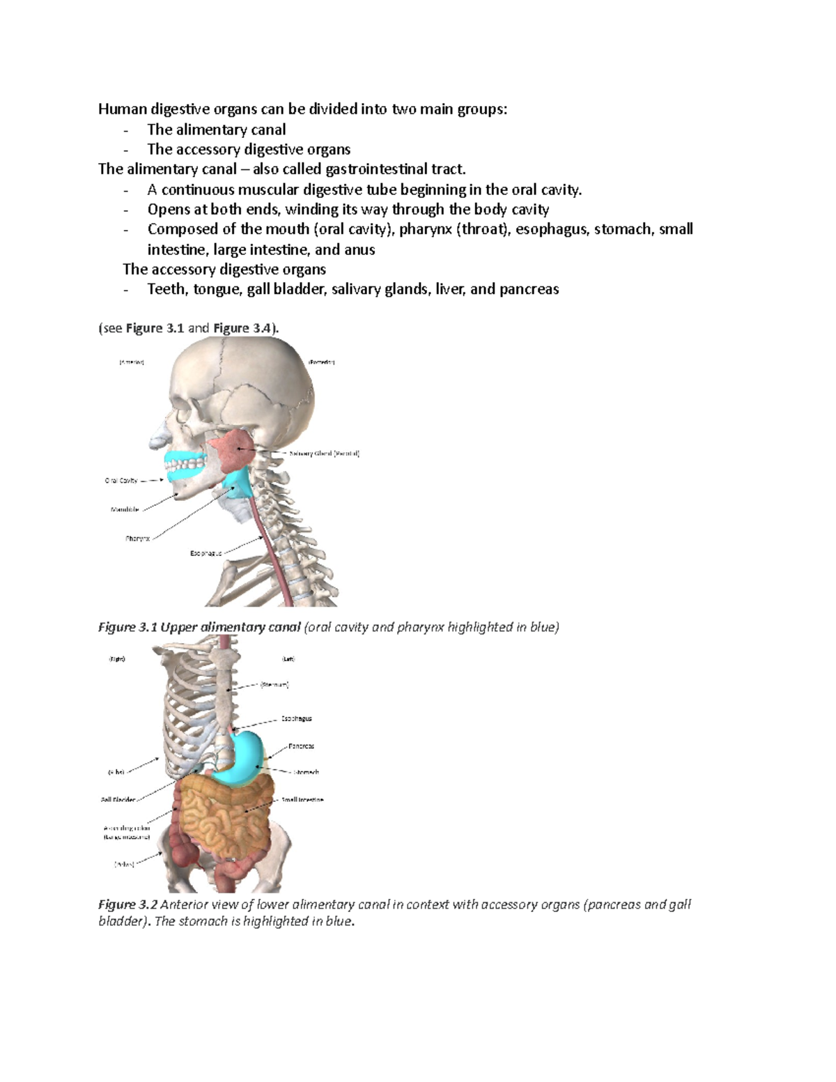 notes from module 3 - Human digestive organs can be divided into two ...