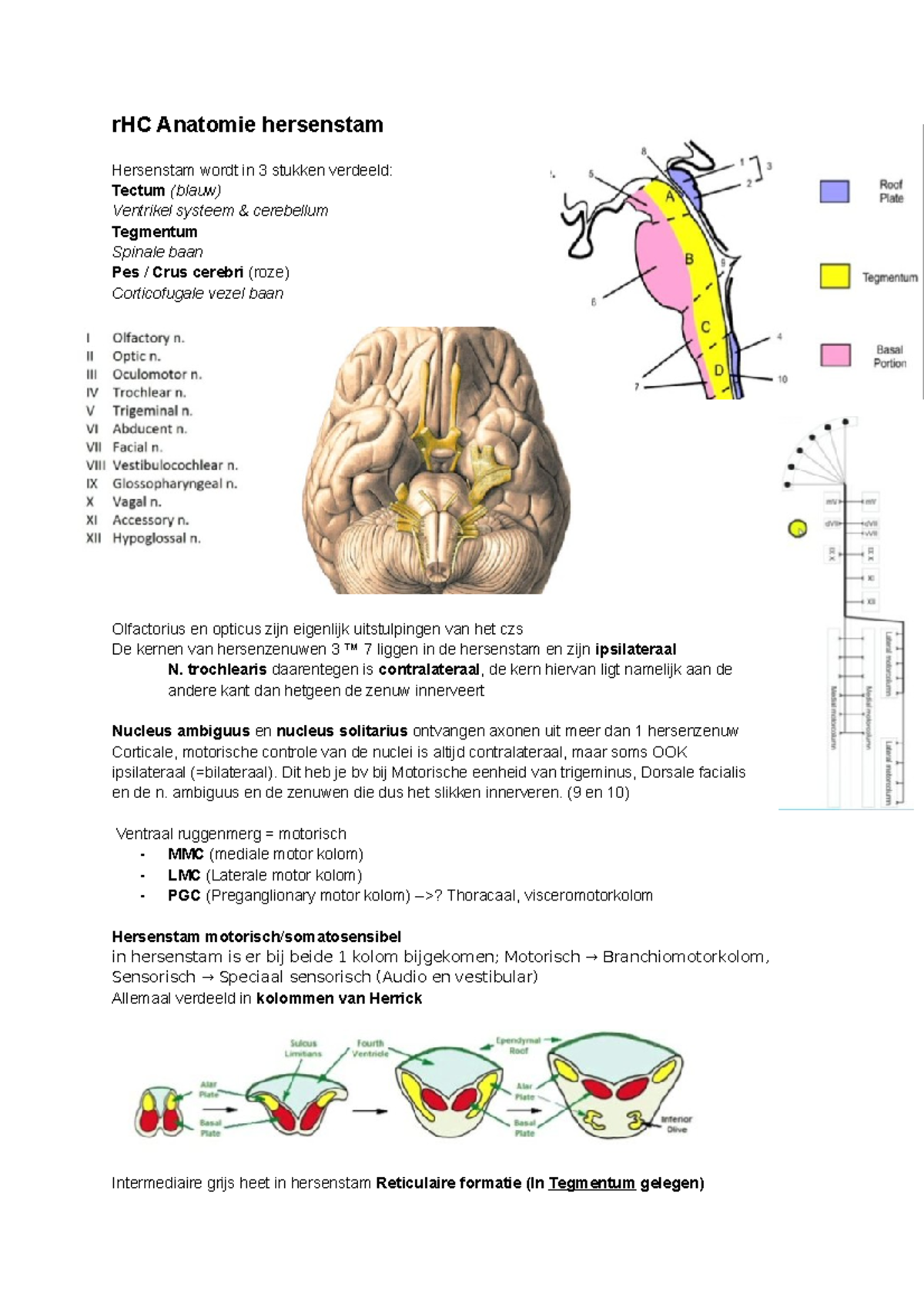 Aantekeningen Hersenstam HA - rHC Anatomie hersenstam Hersenstam wordt ...