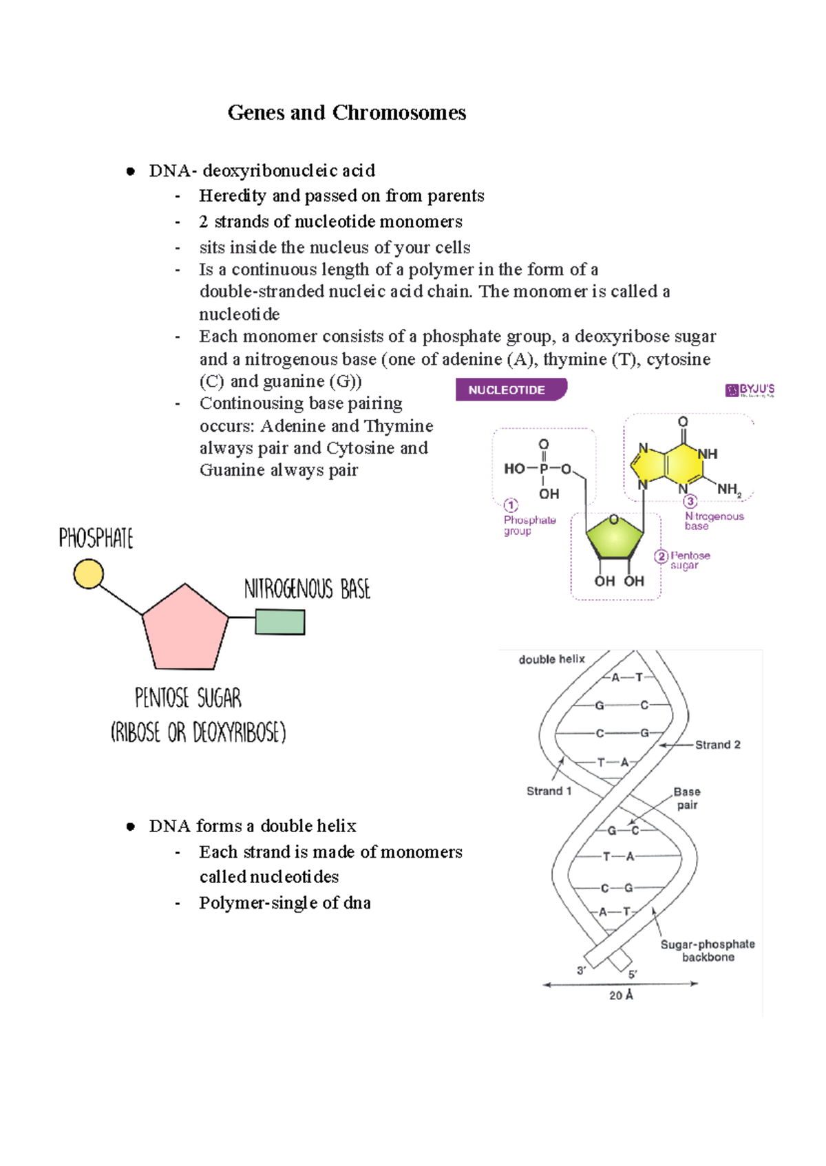 Biology Unit 2- Notes - Good to use. has diagrams - Genes and ...