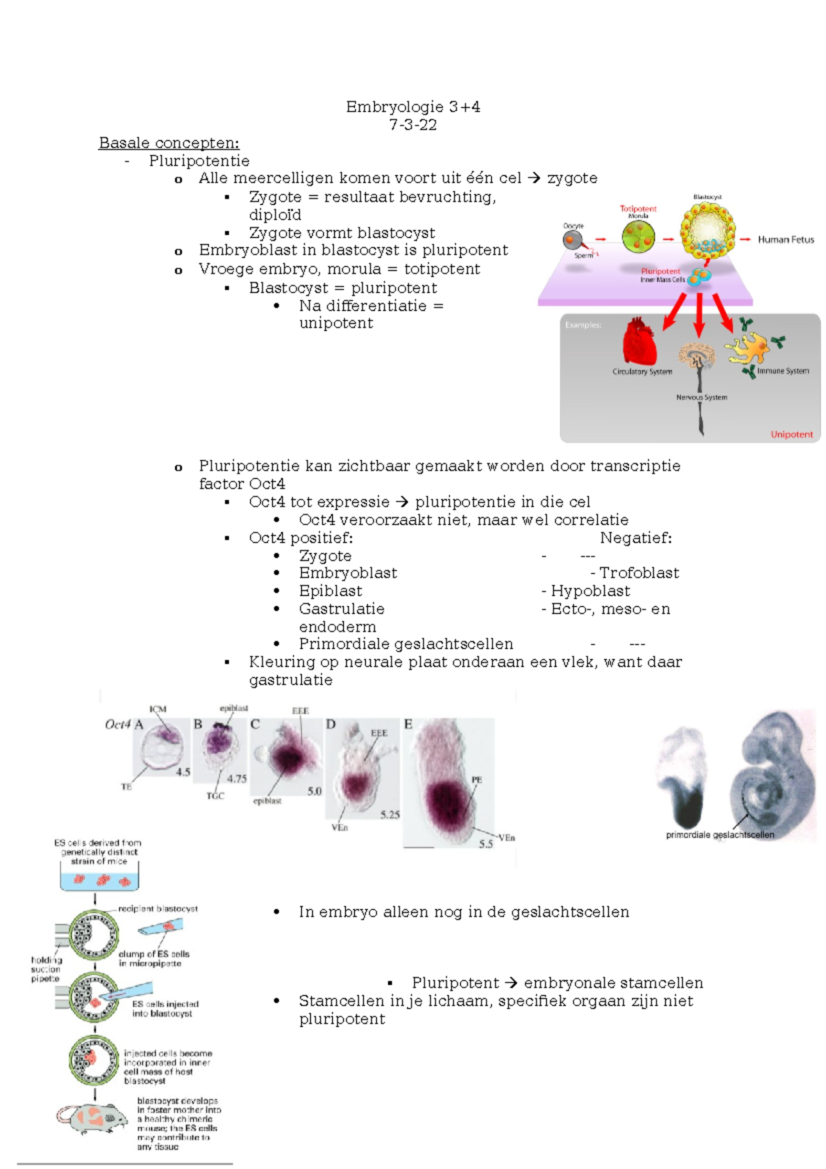 BMW embryologie HC 3 en 4 - Embryologie 3+ 7-3- Basale concepten ...
