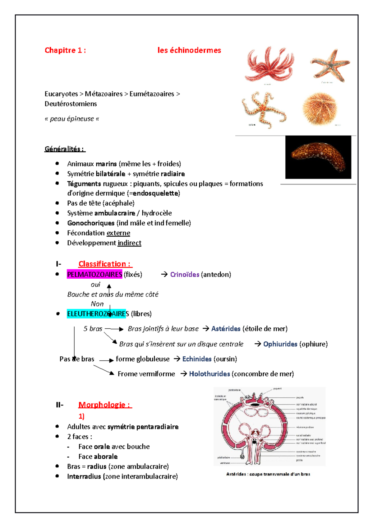 Chapitre 1 Echinodermes - Chapitre 1 : les échinodermes Eucaryotes ...