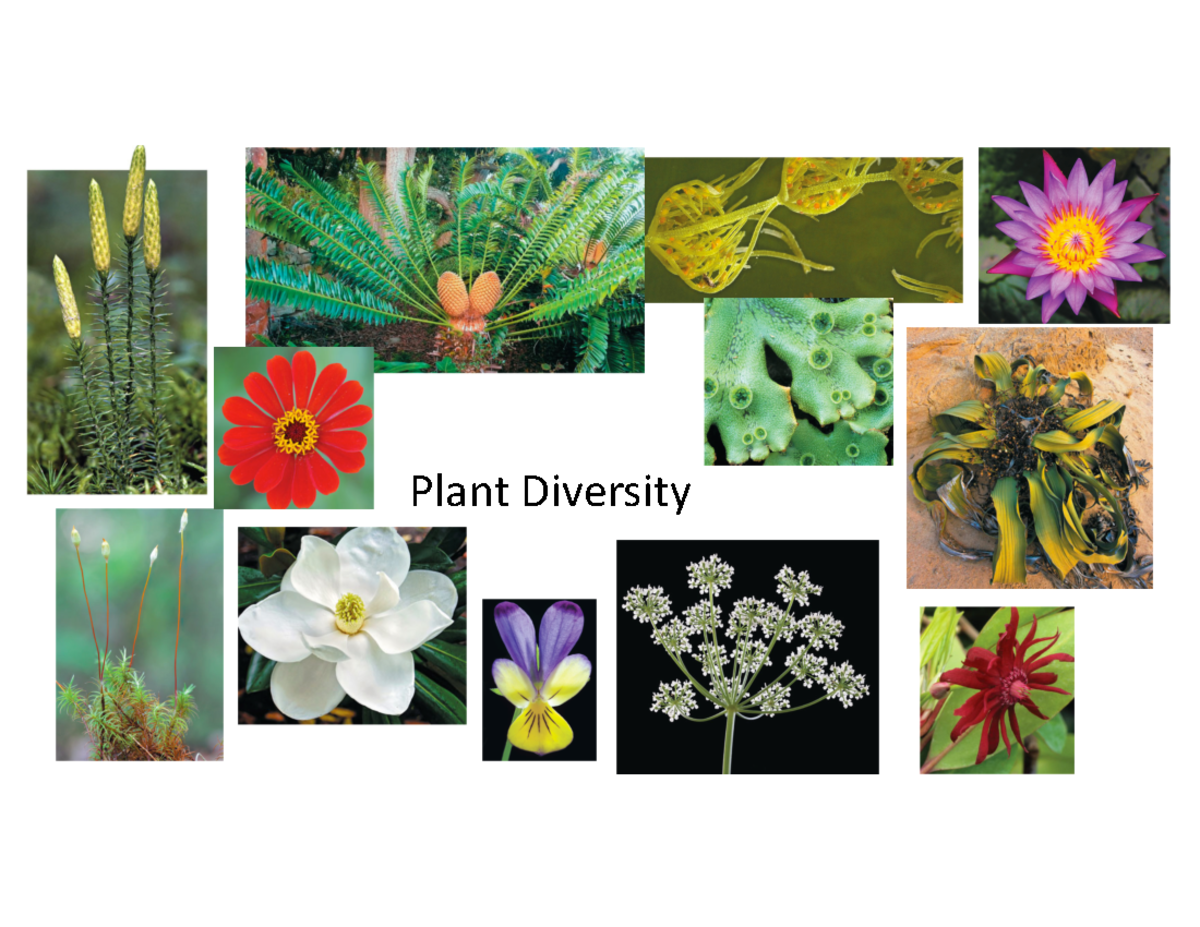 L6 plant diversity slides - Warning: TT: undefined function: 32 Warning: TT: undefined function ...