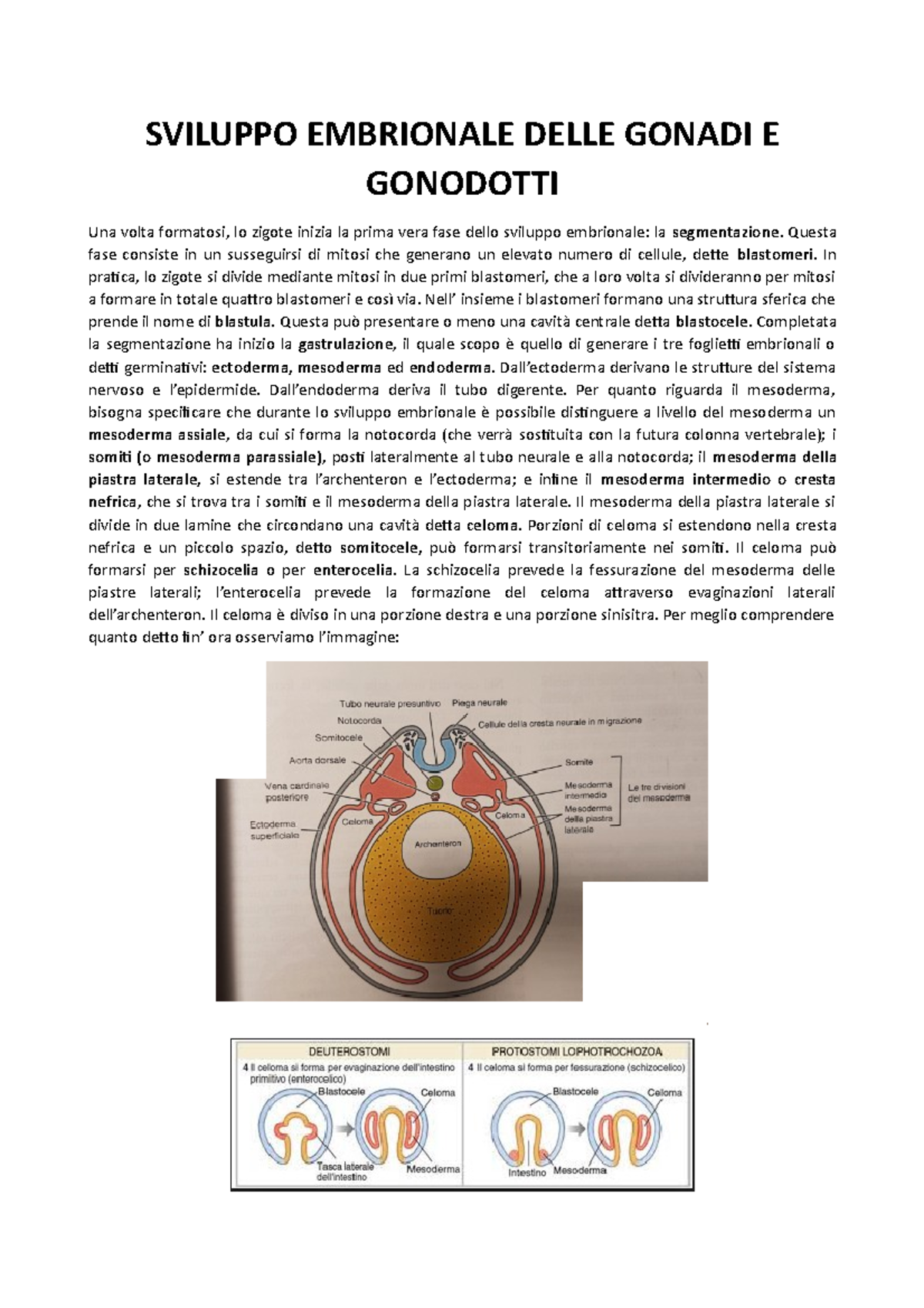 1-a- Sviluppo Embrionale Delle Gonadi - SVILUPPO EMBRIONALE DELLE ...