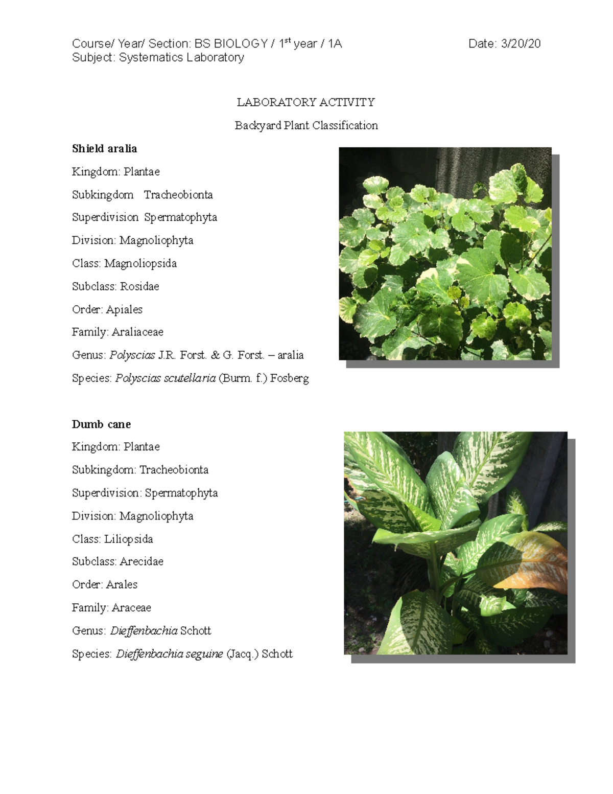 Backyard Plant Classification 1A - Subject: Systematics Laboratory ...