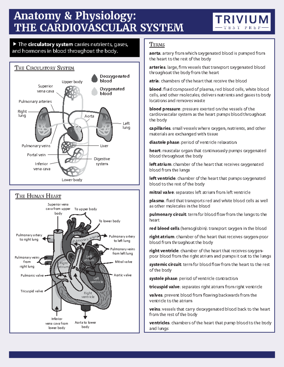 Cardiovascular system - Anatomy & Physiology: THE CARDIOVASCULAR SYSTEM ...