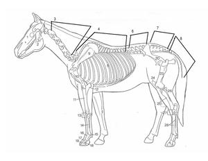 Body system infographic - 205 Bones surround vital organs for life ...