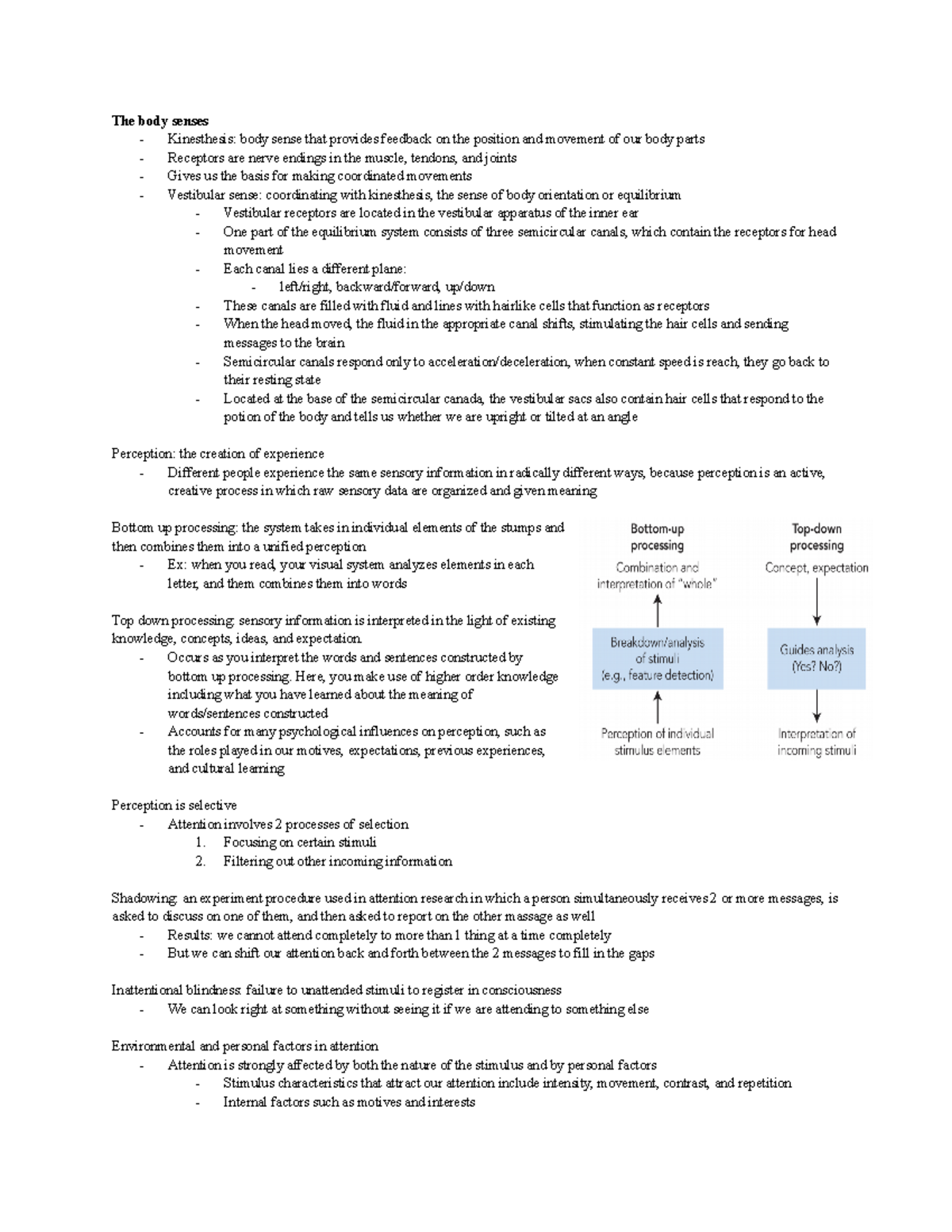 Chapter 5 textbook notes - The body senses - Kinesthesis: body sense ...