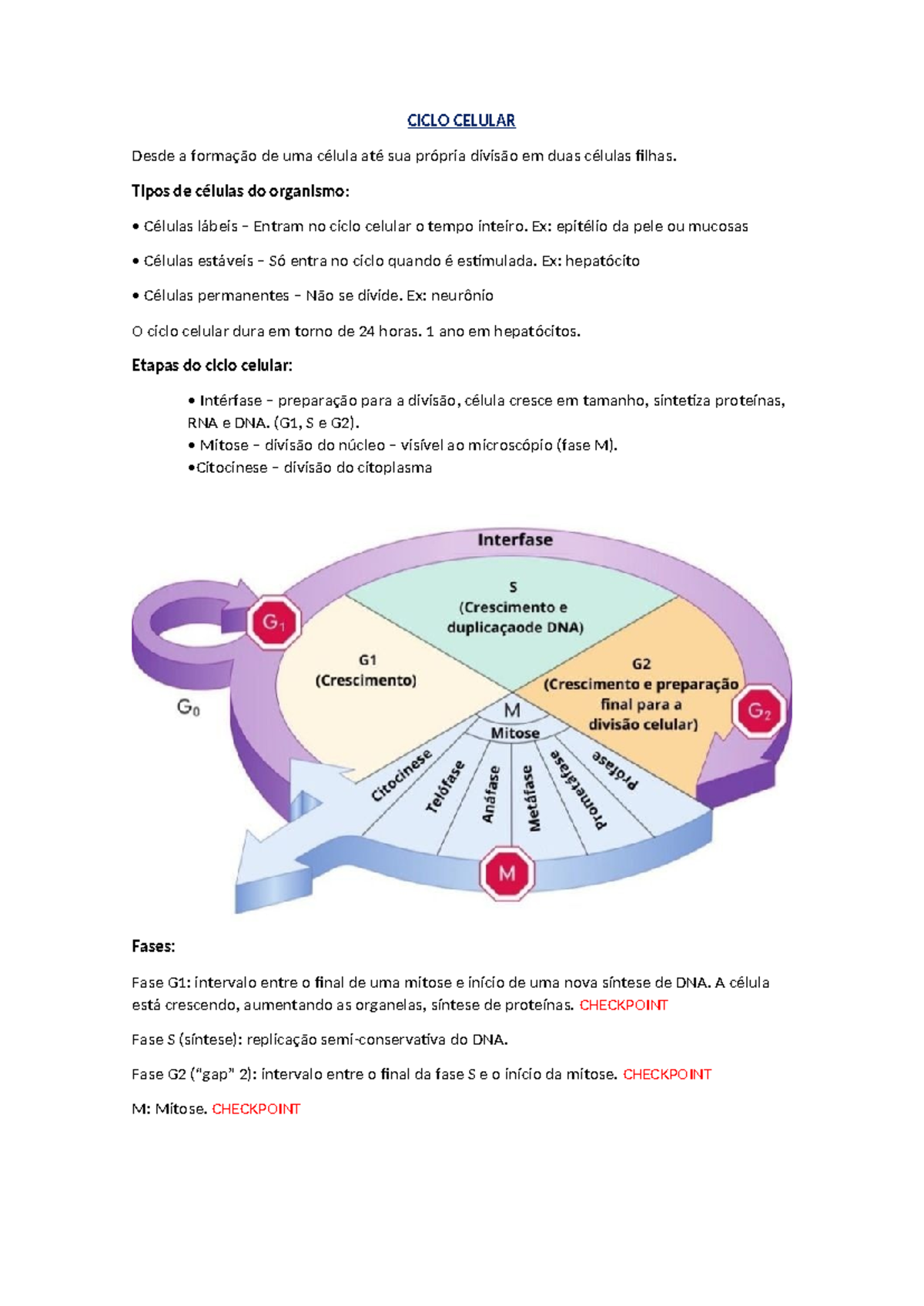 Ciclo Celular E Replicação DO DNA - CICLO CELULAR Desde a formação de ...