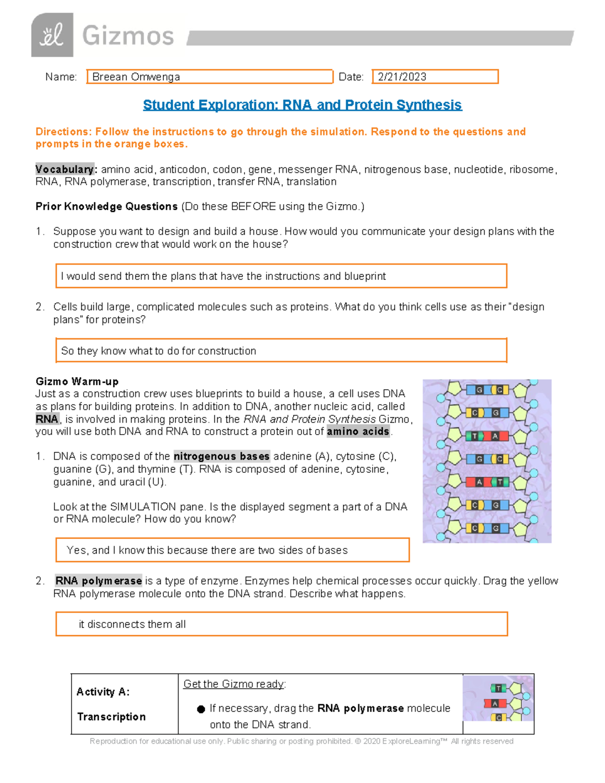 RNA Protein Synthesis - Gizmos - Name: Breean Omwenga Date: 2/21 ...