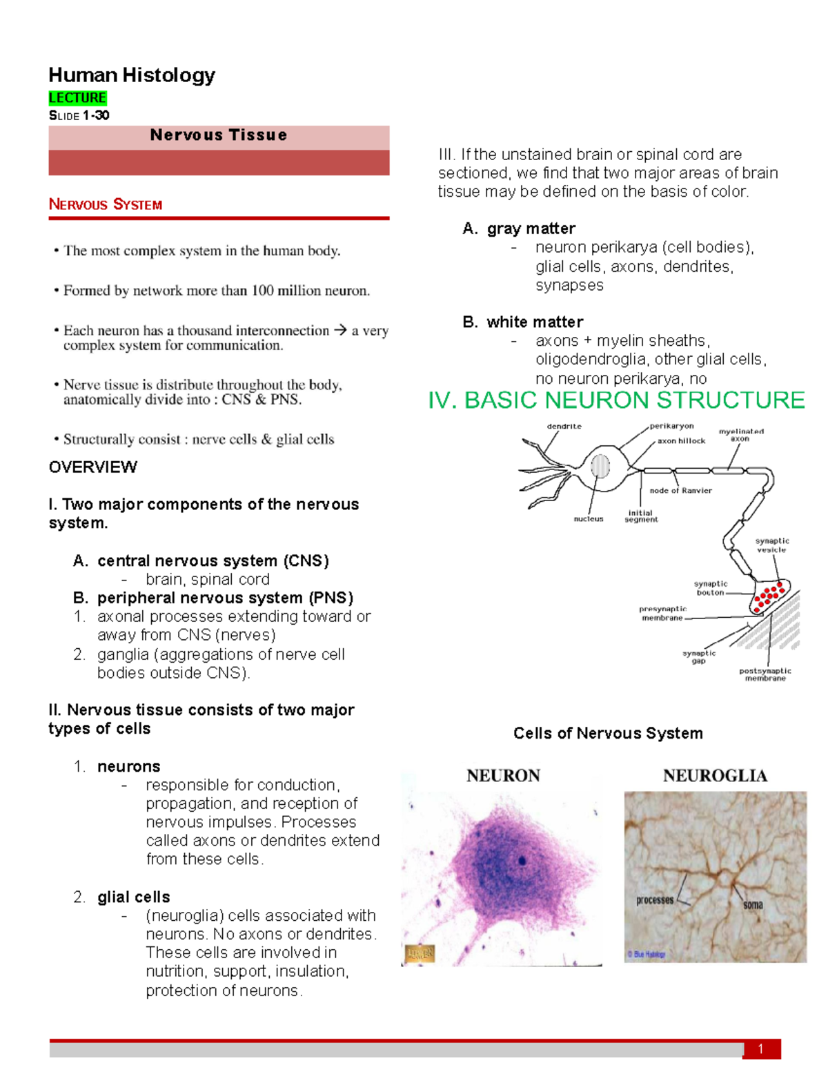 Histology- Nervous Tissue - Human Histology LECTURE SLIDE 1- Nervous ...