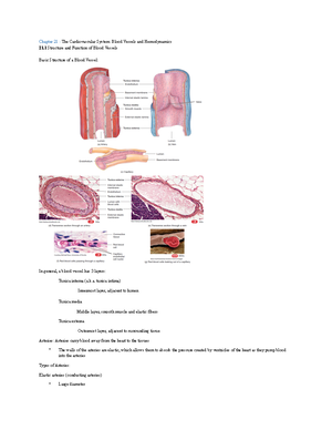 Document 45 - Chapter 21: Blood Vessels and Circulation - Blood Vessels ...