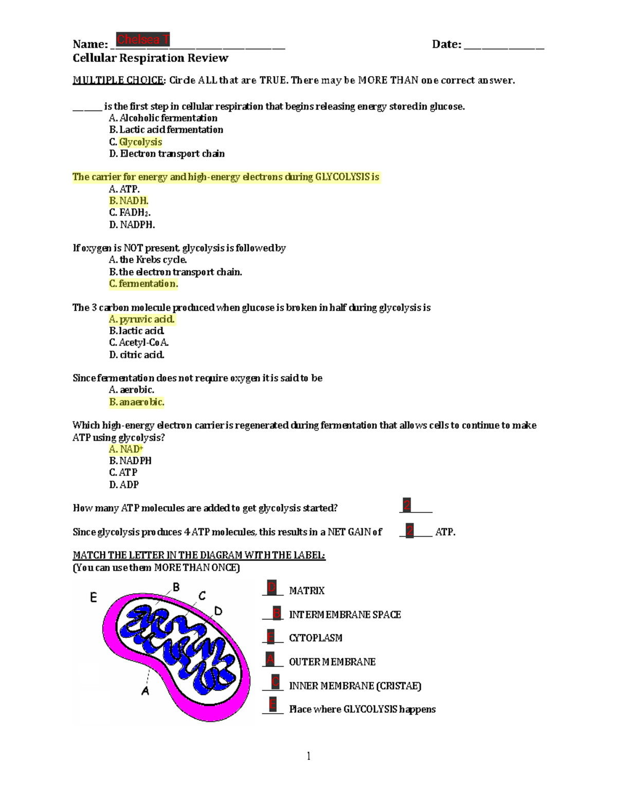 Cellular Respiration Worksheet Ap Biology