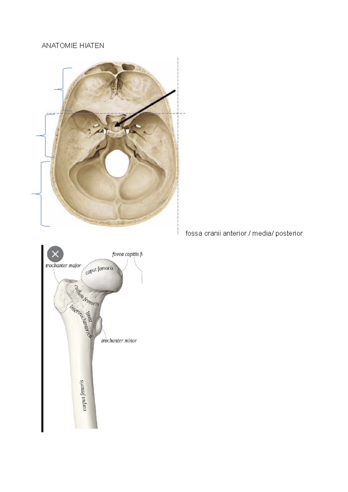 Anatomie hersenen hele fijne plaatjes - ANATOMIE HIATEN fossa cranii ...