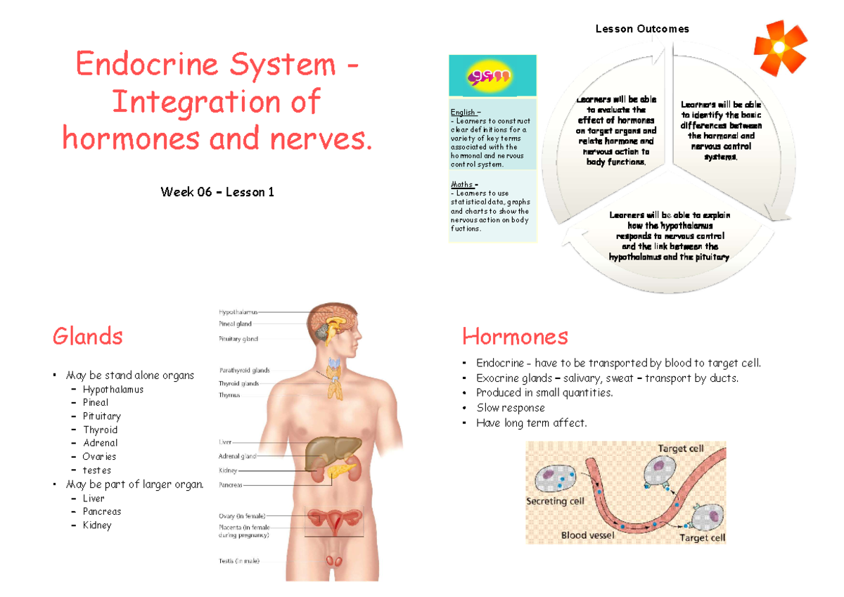 Hormones, integration and control Lecture Notes - Endocrine System ...