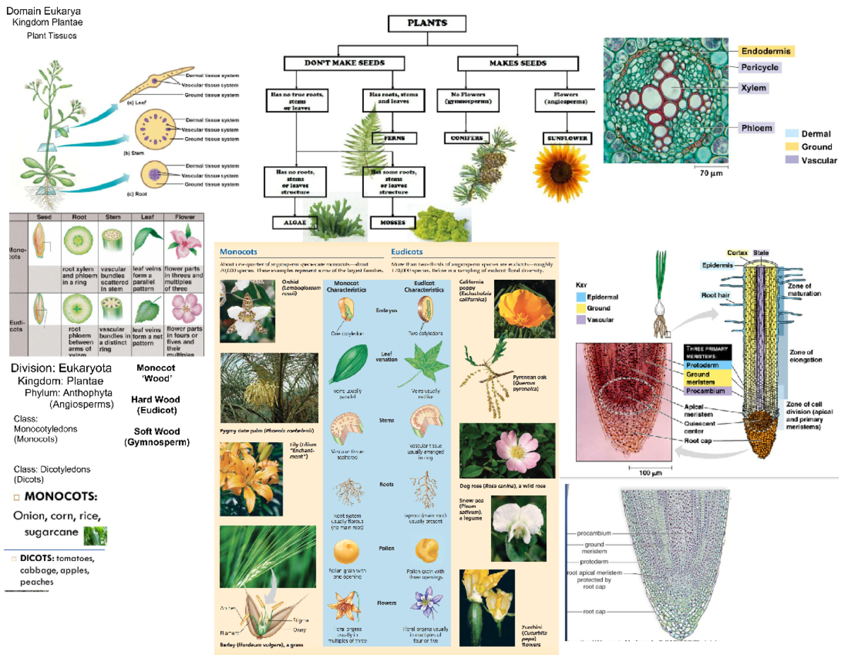 5 Plant Anatomy study guide - BSC1011L - Studocu
