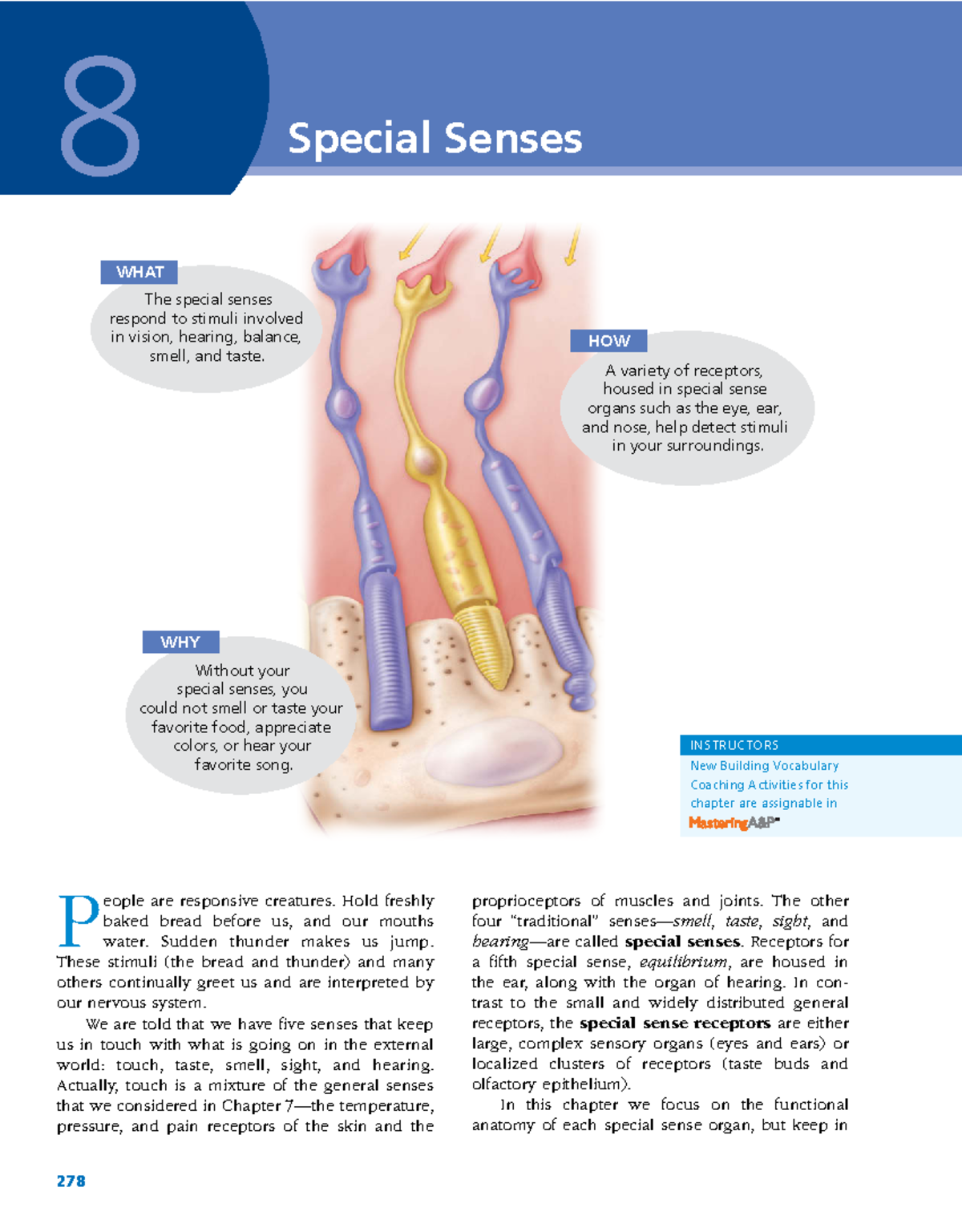 Essentials of Anatomy and Physiology-307-336 - 278 Special Senses P ...