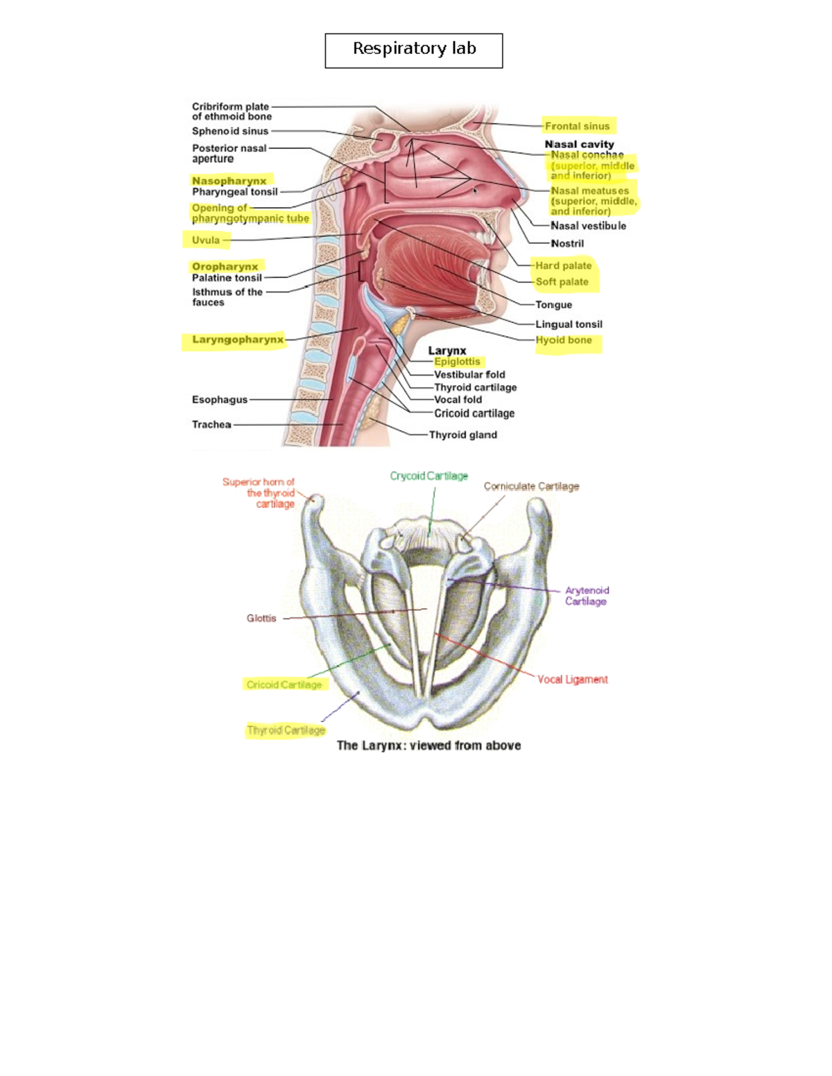 Respiratory & Digestive lab study guide 5 - BIO-211-001 - Respiratory ...