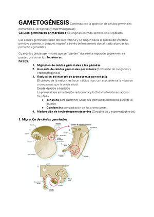 Embriologia cabeza y cuello - 1 DESARROLLO DE LA CABEZA Y CUELLO Tres ...
