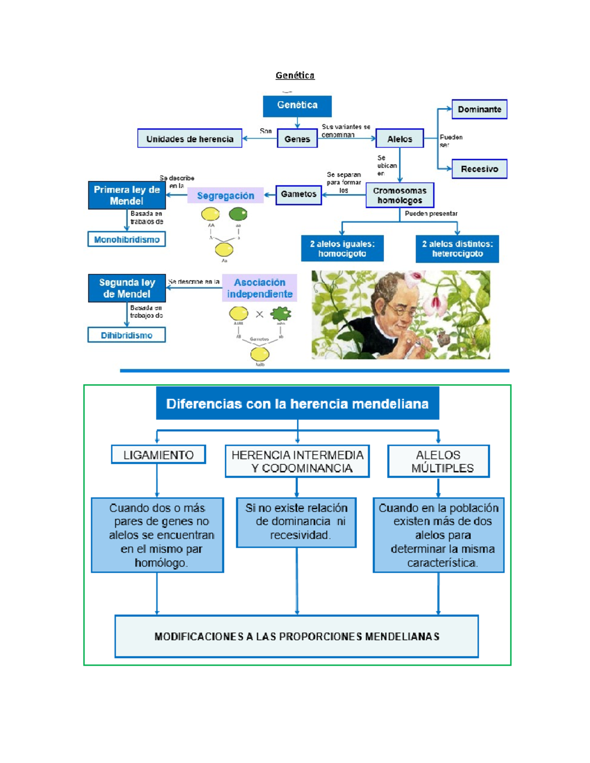 18,19 - Genética - Genética Teoría cromosómica de la herencia Los ...