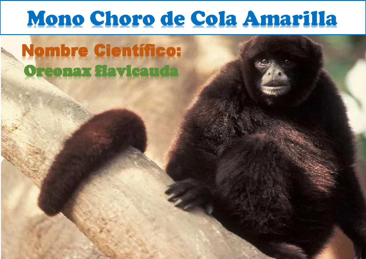 Mono choro - ciencias - Mono Choro de Cola Amarilla Nombre Científico ...