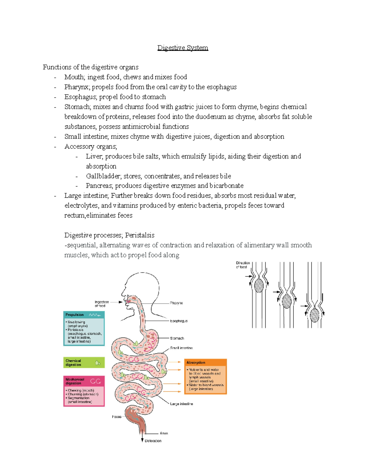 Digestive System notes - Digestive System Functions of the digestive ...