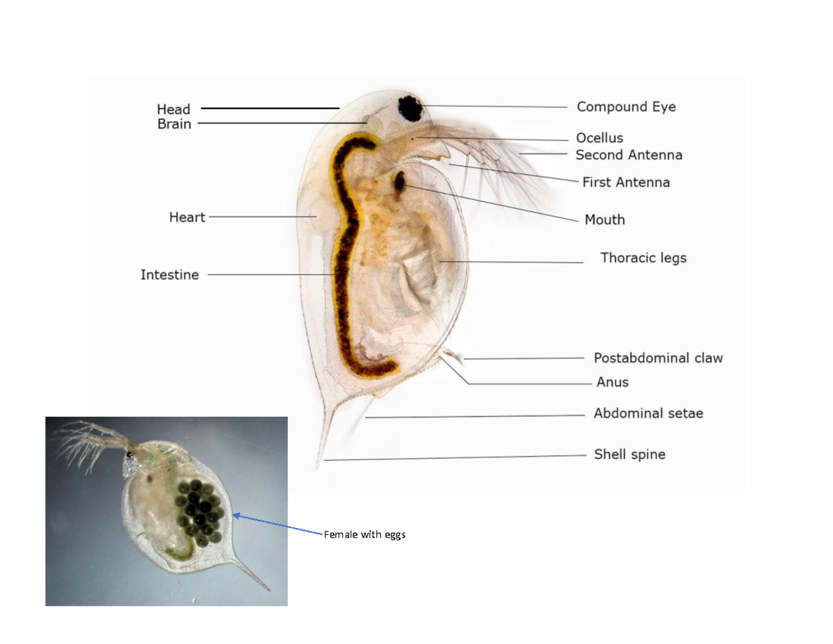 Daphnia magna anatomy - pictures - BIO 124 - Female with eggs - Studocu