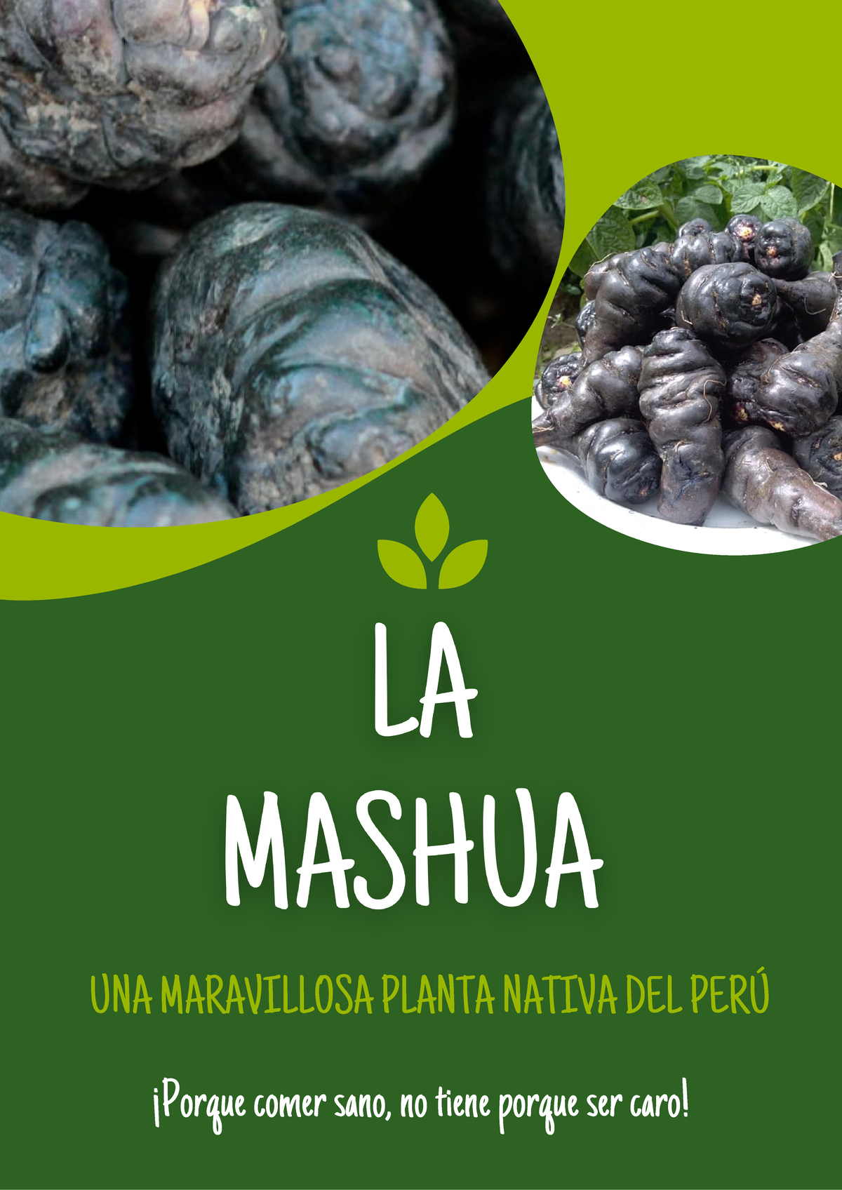 Mashua merged - descripcion - UNA MARAVILLOSA PLANTA NATIVA DEL PERÚ ...