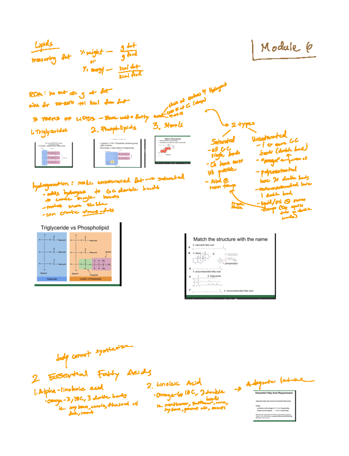 Food nutrition notes Module 6,7,8,9,10 - get might 9 d Modate or energy ...