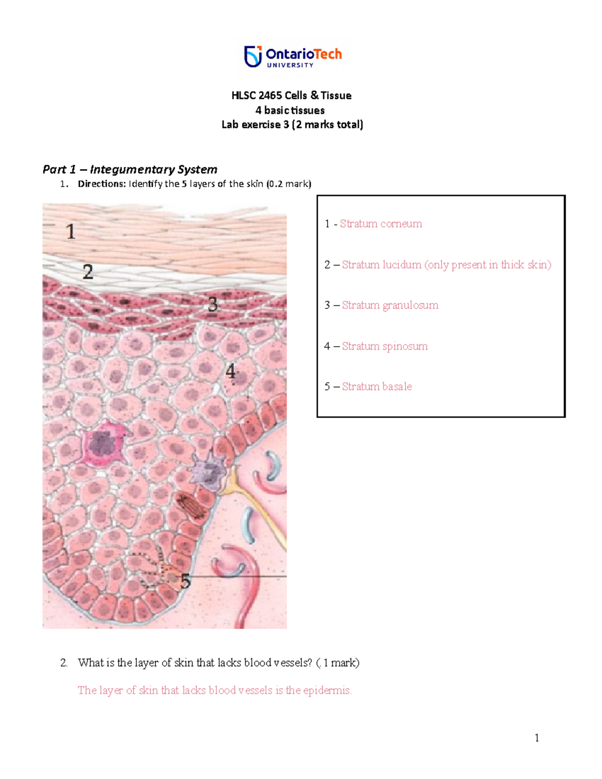 Lab exercise #3 - HLSC 2465 Cells & Tissue 4 basic tissues Lab exercise ...