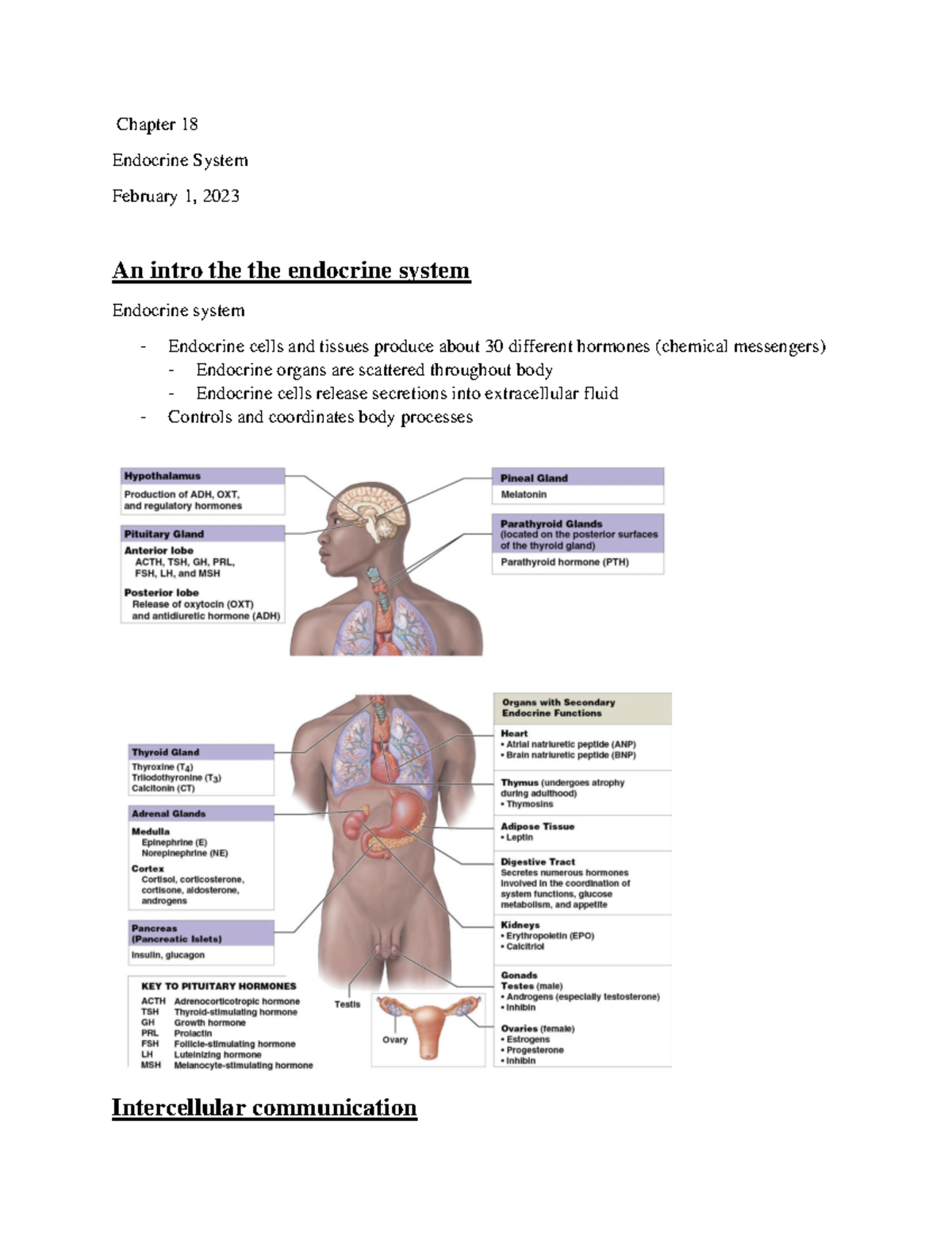BIO222 chap 18 - endocrine system - Chapter 18 Endocrine System ...