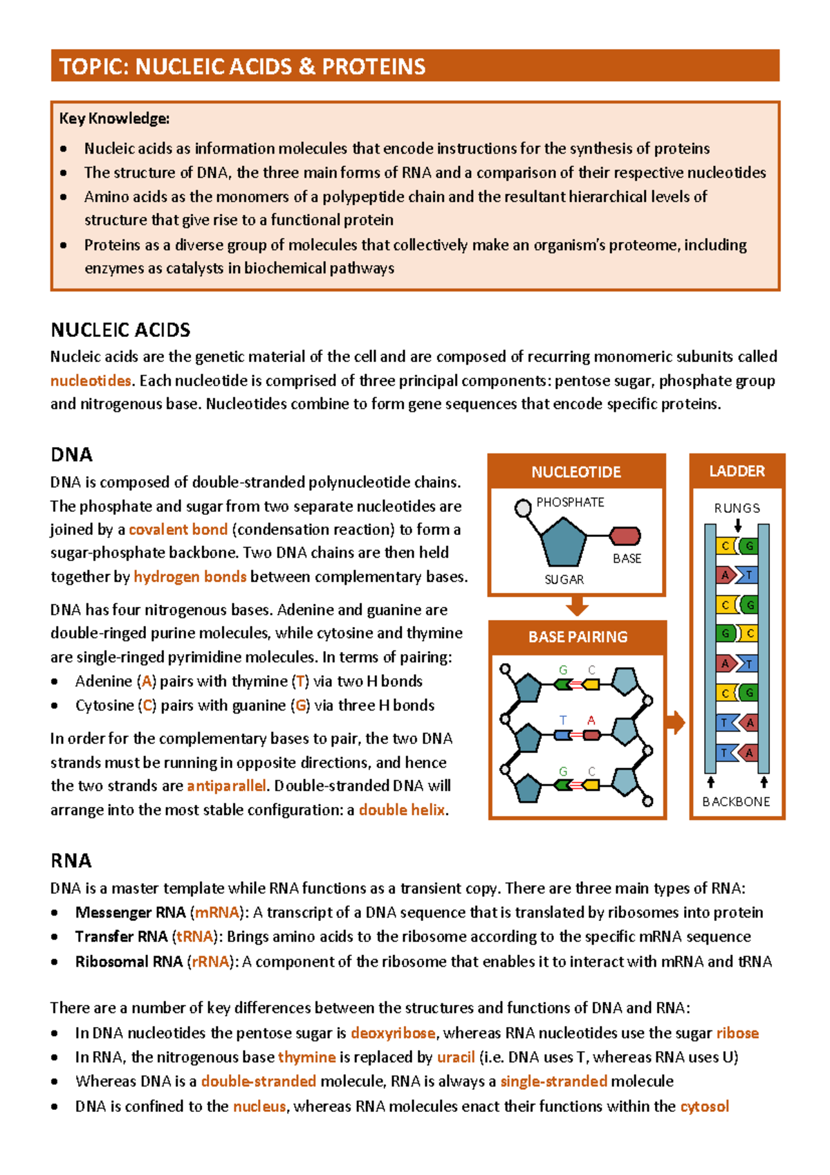 1. Nucleic Acids and Proteins - TOPIC: NUCLEIC ACIDS & PROTEINS Key ...