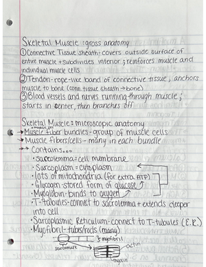 Human Anatomy and Physiology I Lecture Notes - BIOL 2004 - Studocu