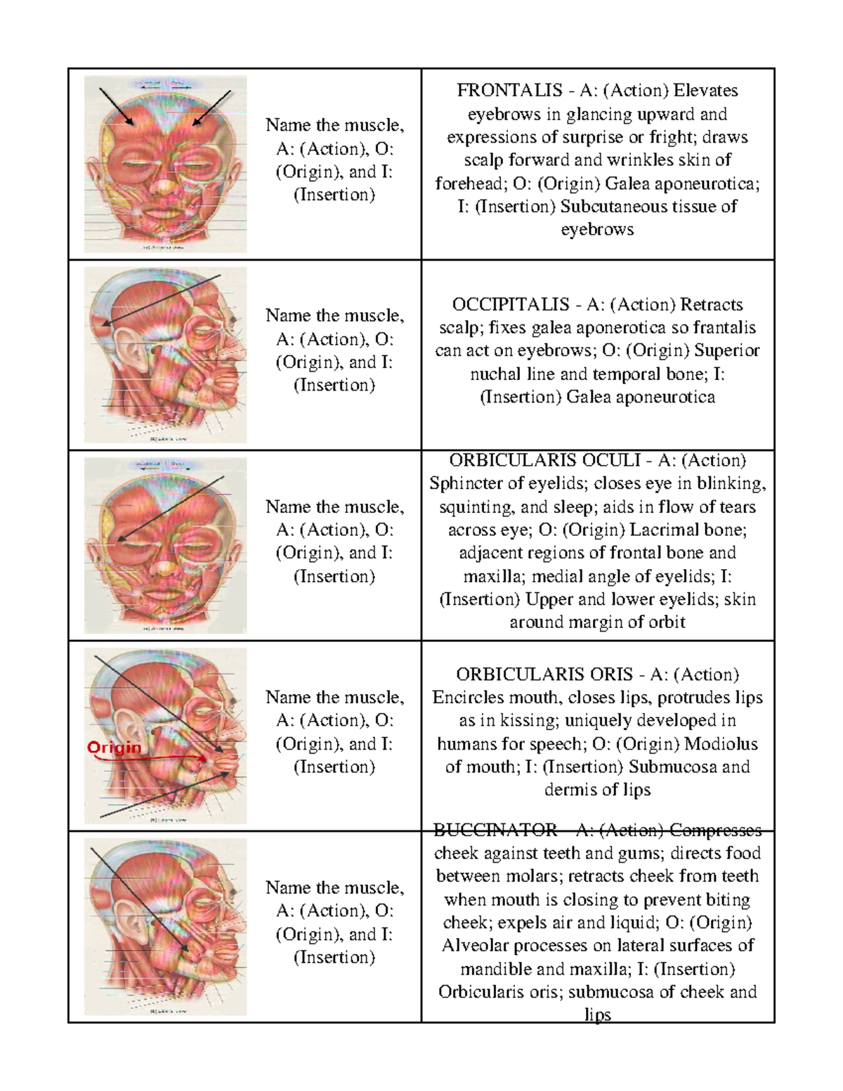 APMuscles - Notes summarizing a lesson from Anatomy - Name the muscle ...