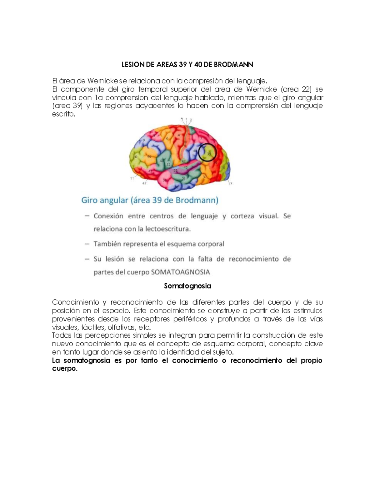 Lesion DE Areas 39 Y 40 DE Brodmann-3 - LESION DE AREAS 39 Y 40 DE ...